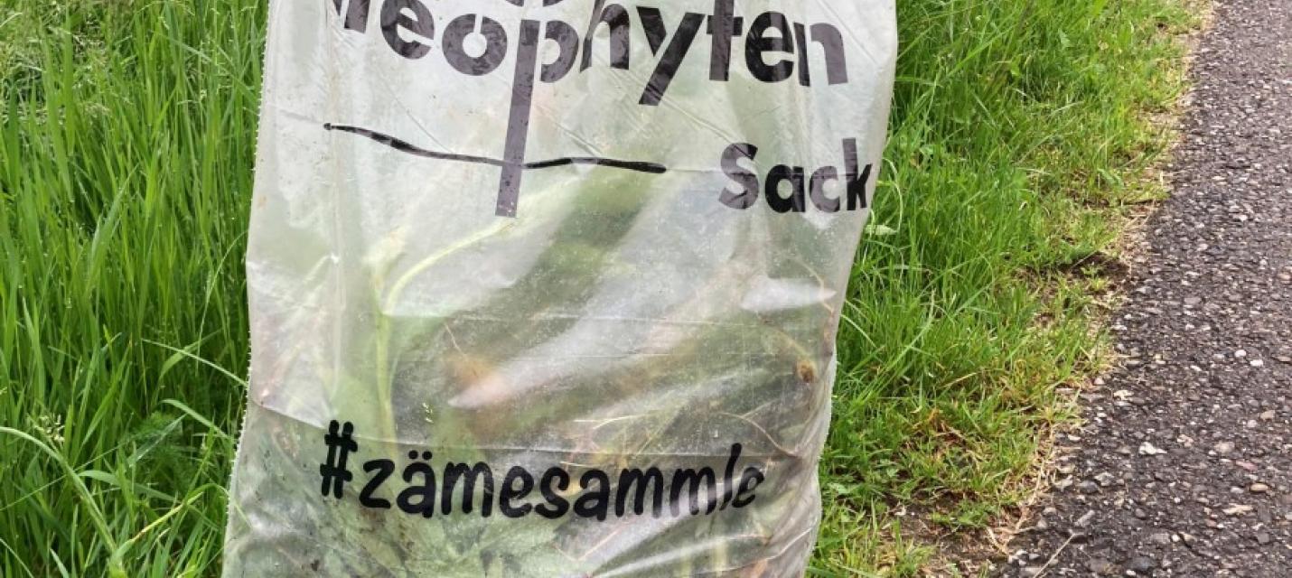 Neophyten-Tag Beinwil am See | NVV Beinwil am See